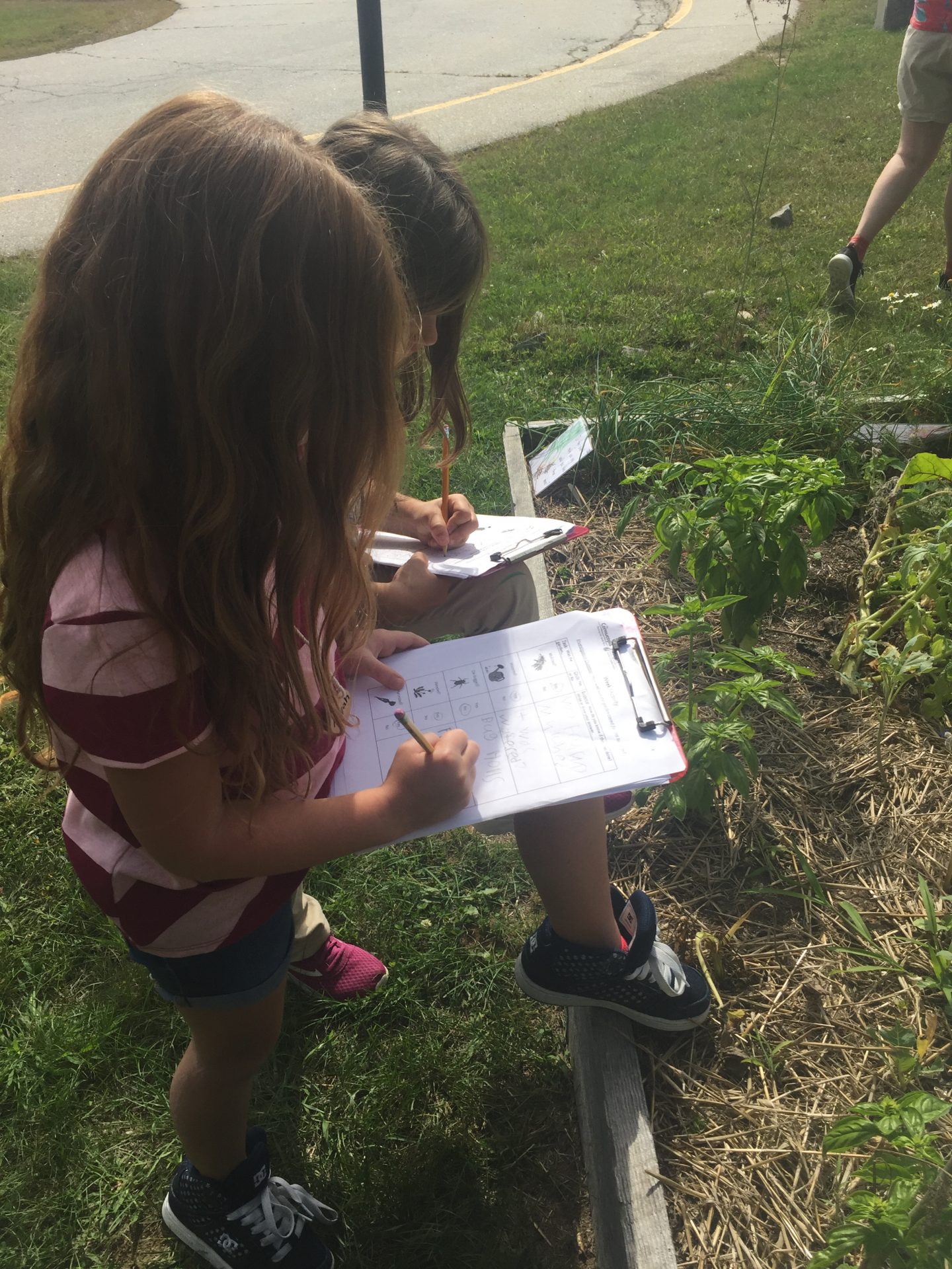 School Garden - Cornucopia Project